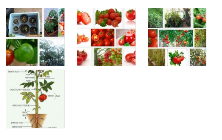 Cara Mudah Tanam Tomat Cherry di dalam Pot | Ada Hidroponik