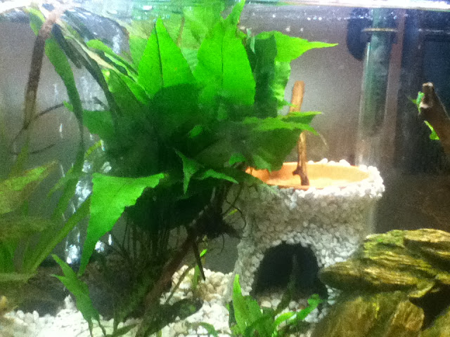 Crazy for Betta Fish: Make Your Own Betta Cave