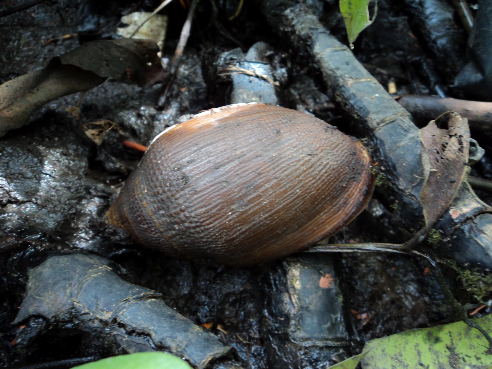 SiputKuning Journal: Matang: Romanticising the Mangroves (1)