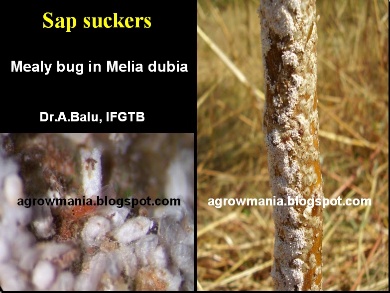 Agroforestry - A blog on Agrihortisilviculture: Insect pests of Melia ...