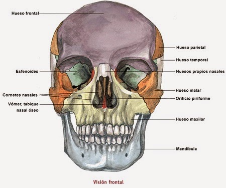 Cráneo y raquis: 1.2.-Huesos de la Cara