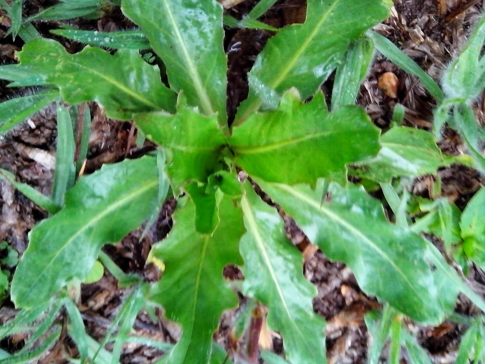 .: Falso dente de leão, radite, almeirão caipira, almeirão do mato