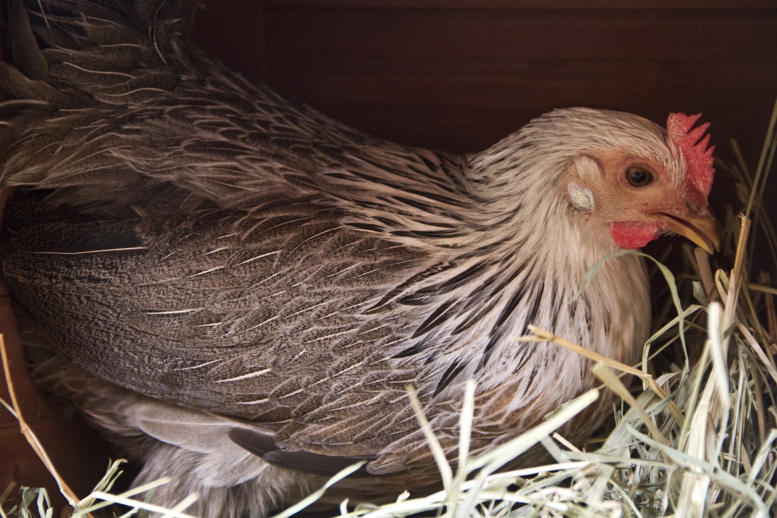 Chicken Women: August 2012