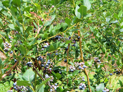 SWAC Girl: Pick you own blueberries in Roseland, Va