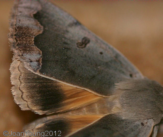 South African Photographs: King Monkey Moth
