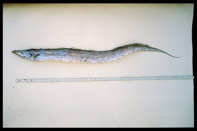 Artes de Pesca: VAMOS A PESCAR EL PEZ SABLE