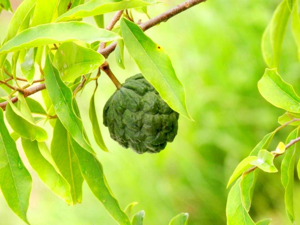 survival3rdj: ¿El Aratiku Cura el Cancer?