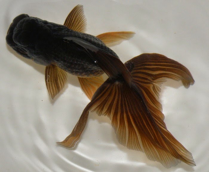 金魚&水族快訊Goldfish & Aquarium Messages: 鈴木黑龍(Suzuki Azuma-nishiki)