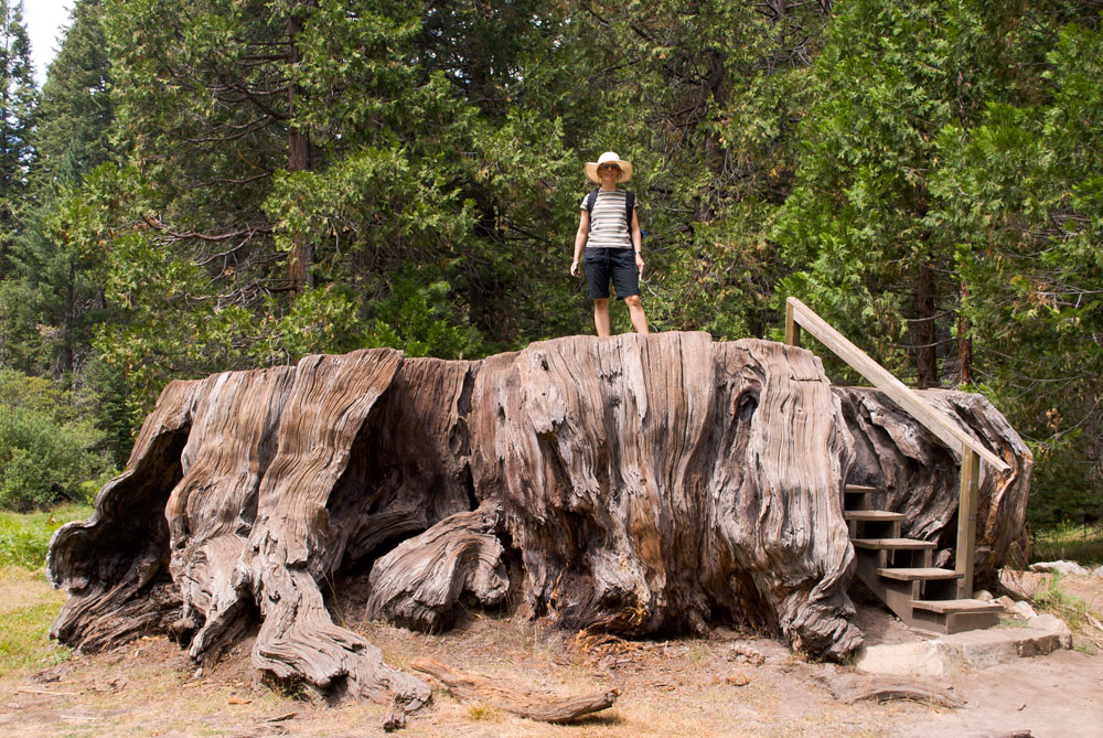 No Fixed Address: Big Stumps trail