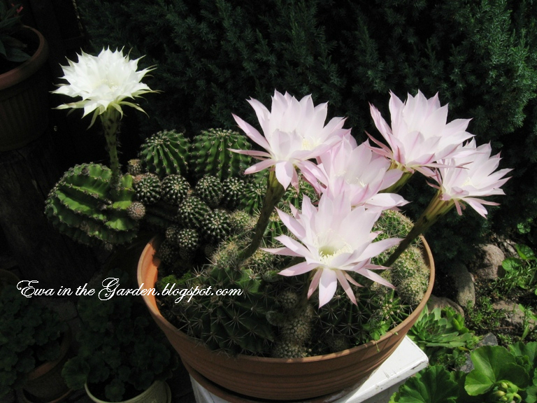 Ewa in the Garden: Amazing cactus flowers