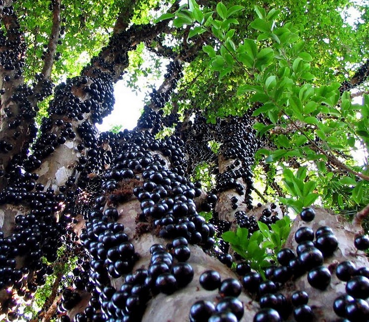 Indonesia Tourism: Jaboticaba, Buah Gowok Asal Brazil