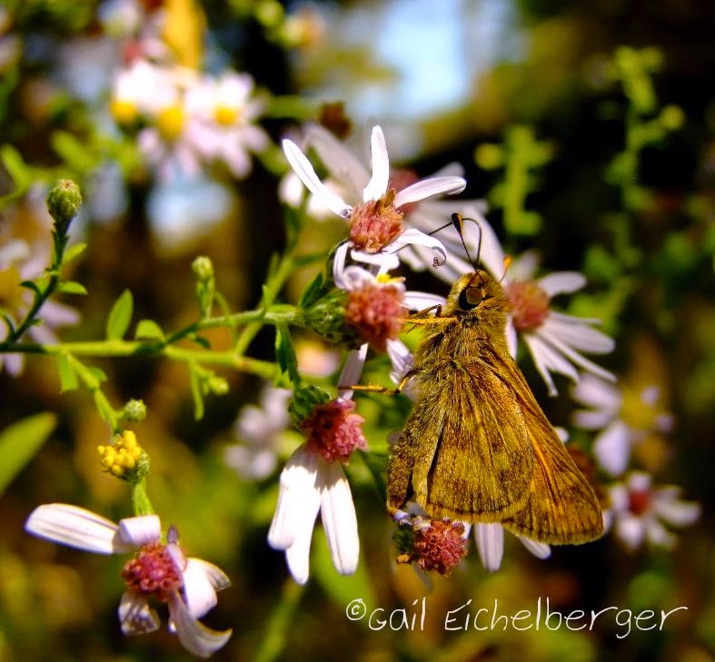 clay and limestone: Fall is the best time to bee in the garden!