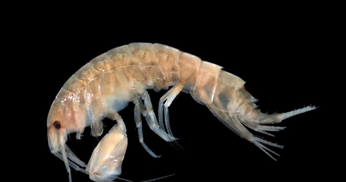 Small Crustaceans List | Amazing Wallpapers