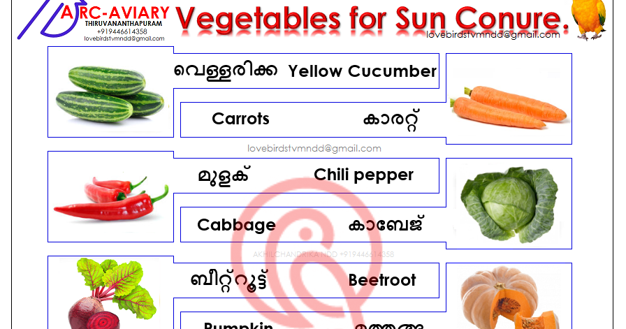 Sun Conure Food Diet.