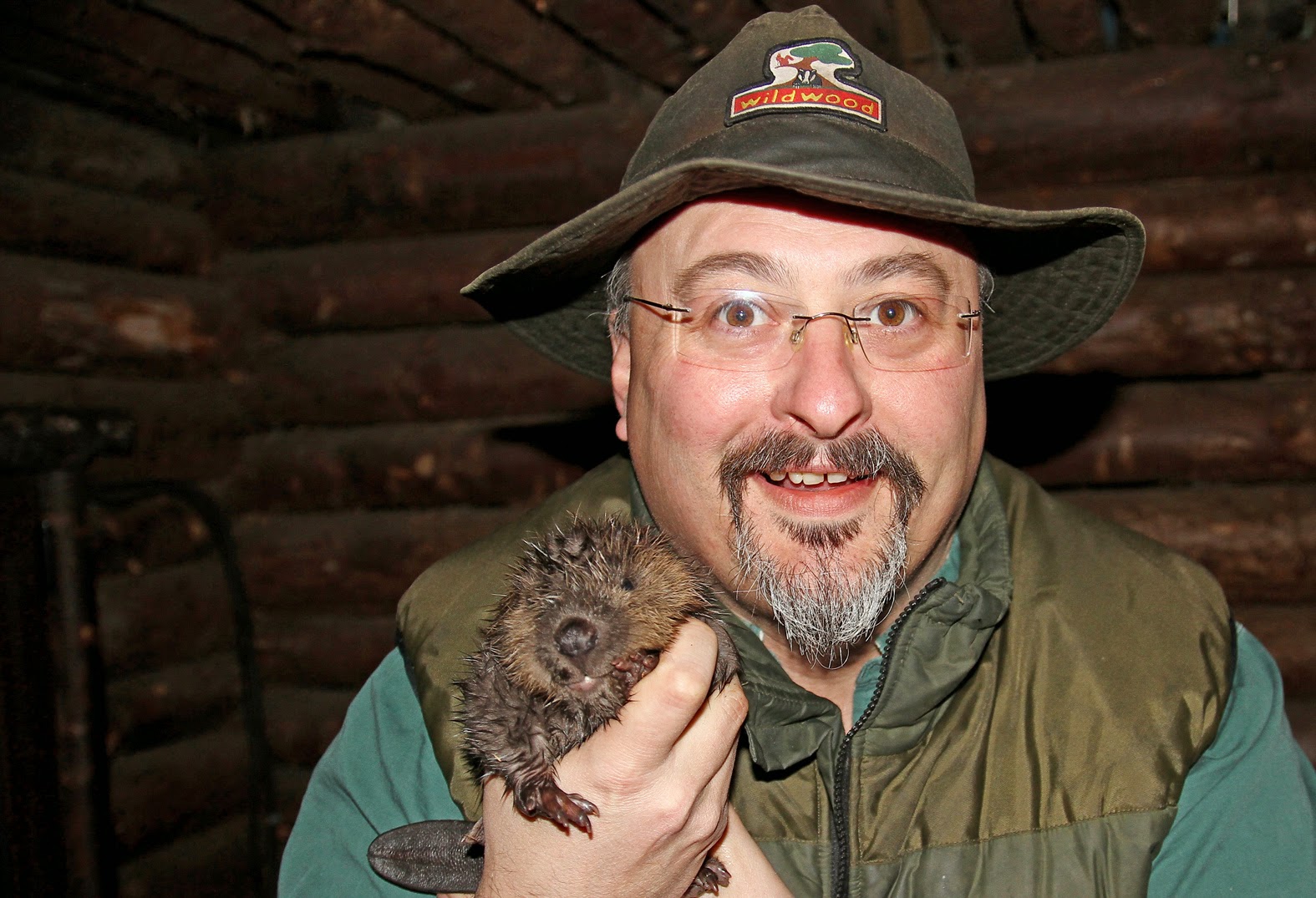 Wildwood Trust: Wildwood's new baby beaver is first in line for Welsh ...