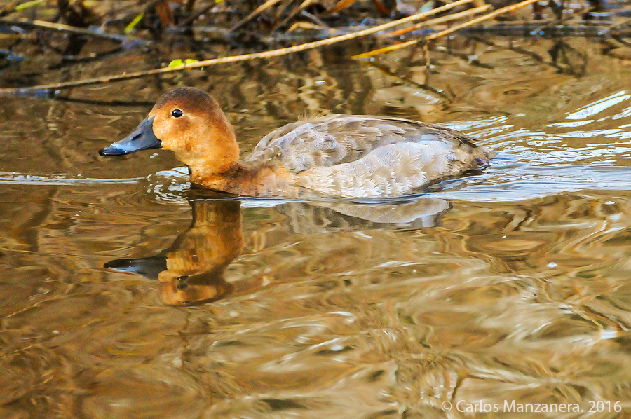 Natura de Caps de Setmana: Aythya ferina
