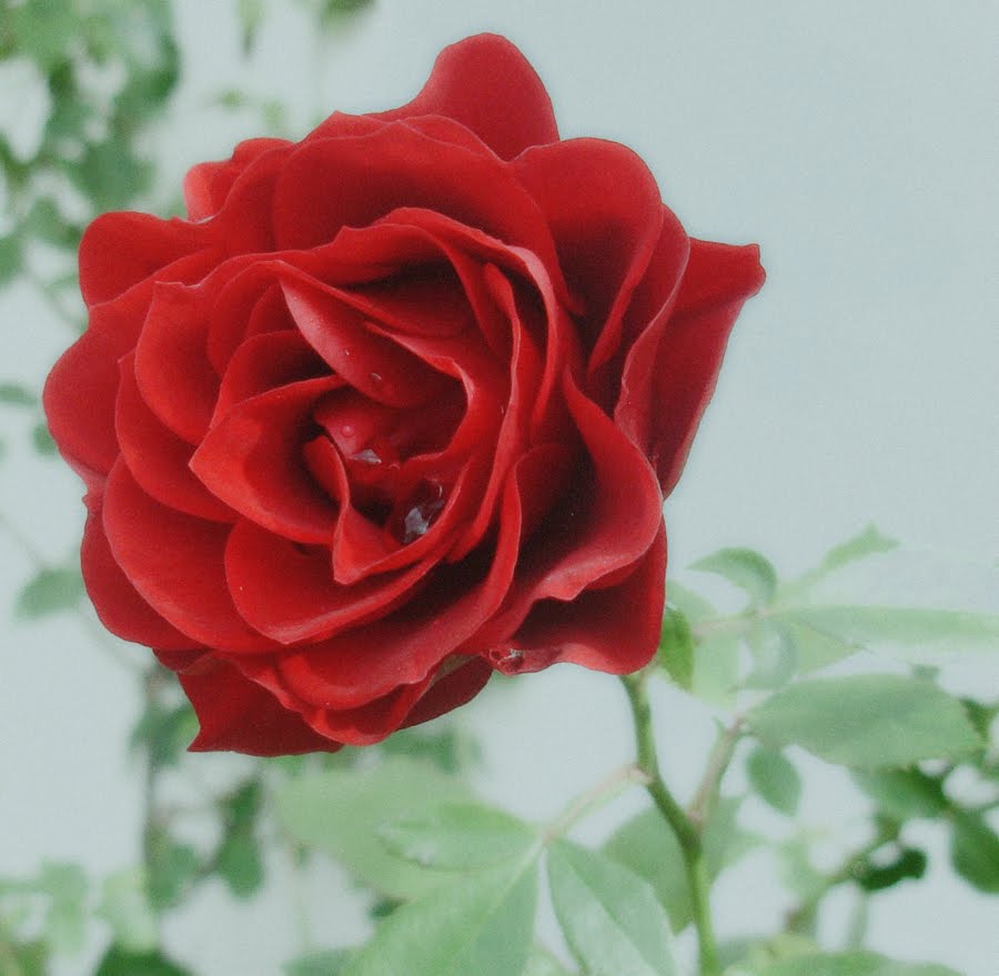 Nausica: Ja tenim el llibre i la rosa!