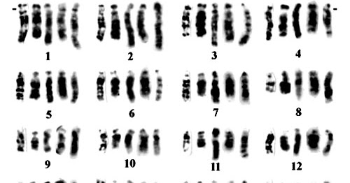 Ciencias Naturales: Cariotipo de un Pez