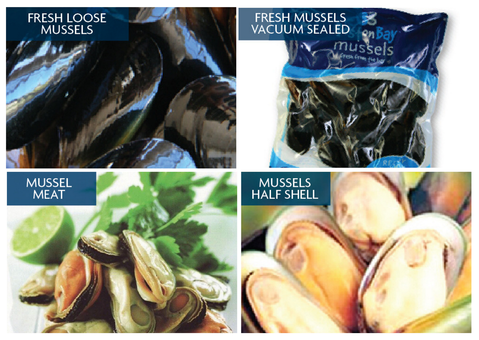 Sharing Love for Fresh Seafood: Let's talk about mussels...