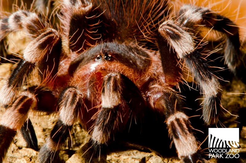 Zoo takes in smuggled tarantulas