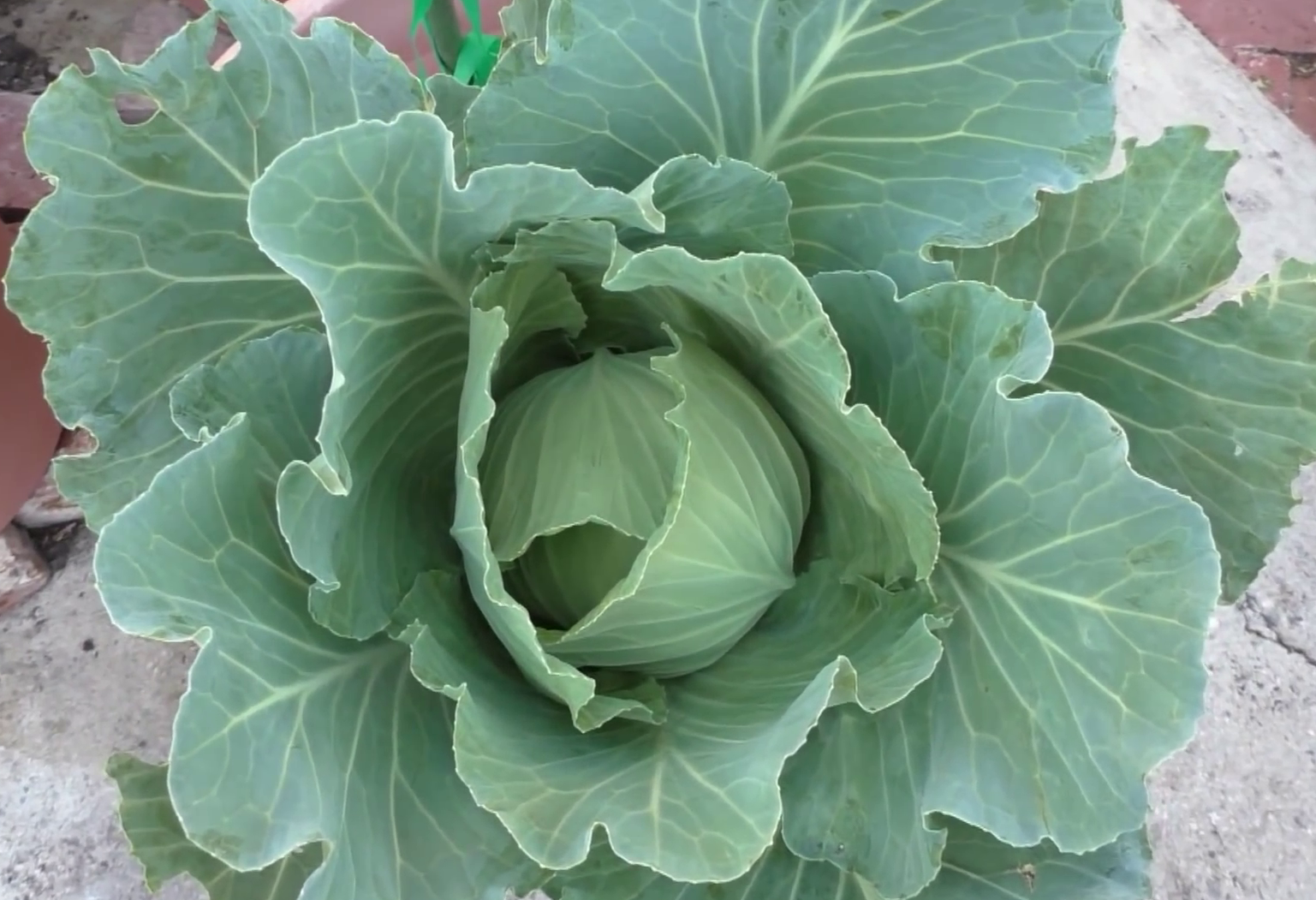 CARA MENANAM / BUDIDAYA KUBIS /KOL DI POT /POLYBAG | Pertanian