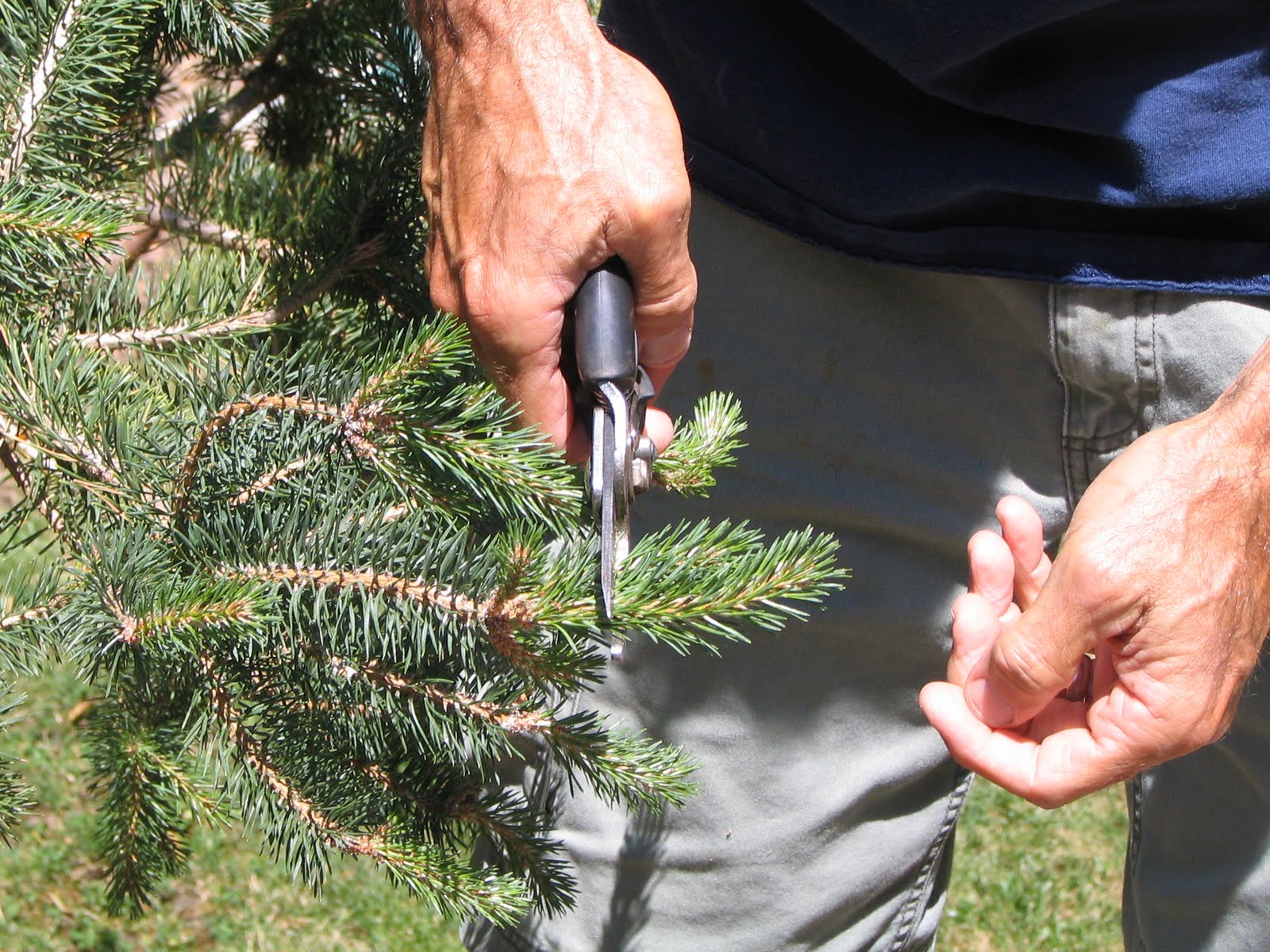 The Poodle Tree Experiment: Big Day - the Tree gets its first trim