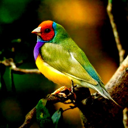 The Flying Tortoise: Nature's Marvels...