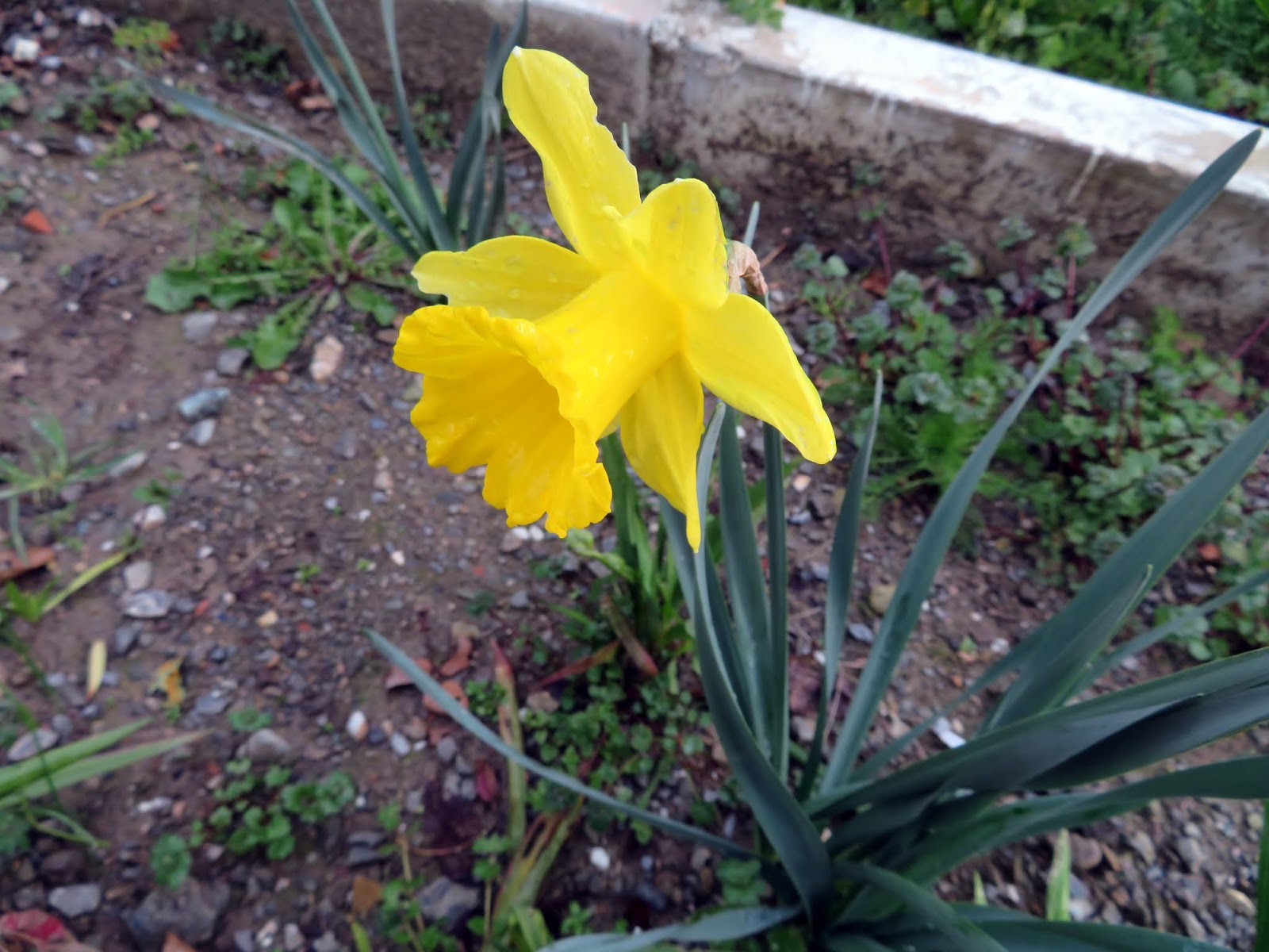 Cittaslow Botanik Park: NERGİS ÇİÇEĞİ VE HİKAYESİ