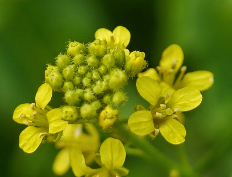 Instantes botánicos: Jaramago Diplotaxis muralis