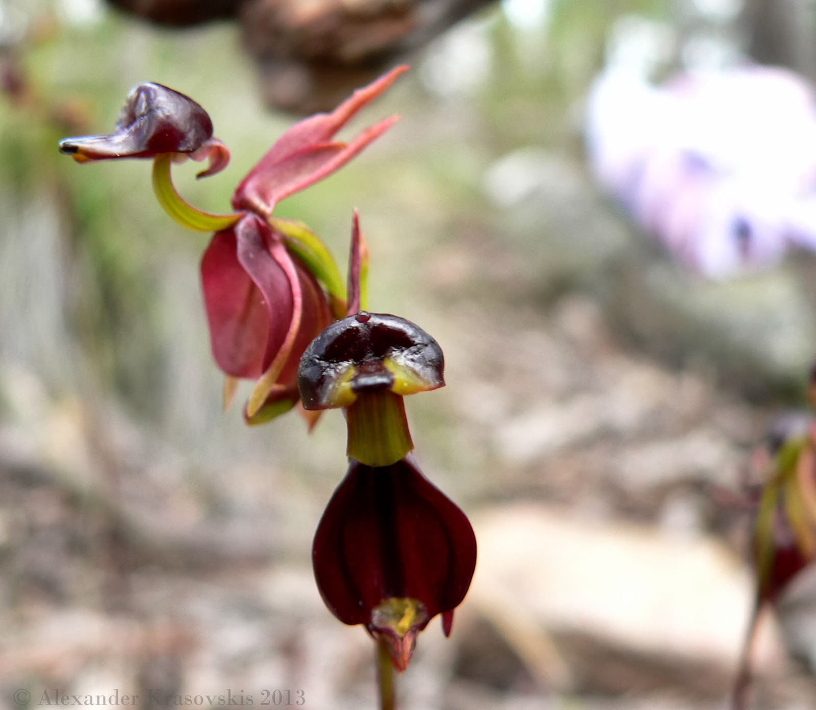 Aggregata Plants & Gardens: The hunt for Caleana major aka the Flying ...