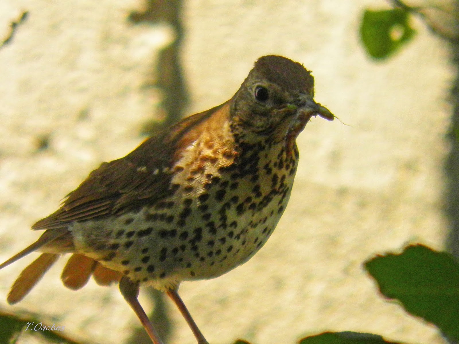 PASARI DIN ROMANIA: STURZ CANTATOR, Turdus philomelos