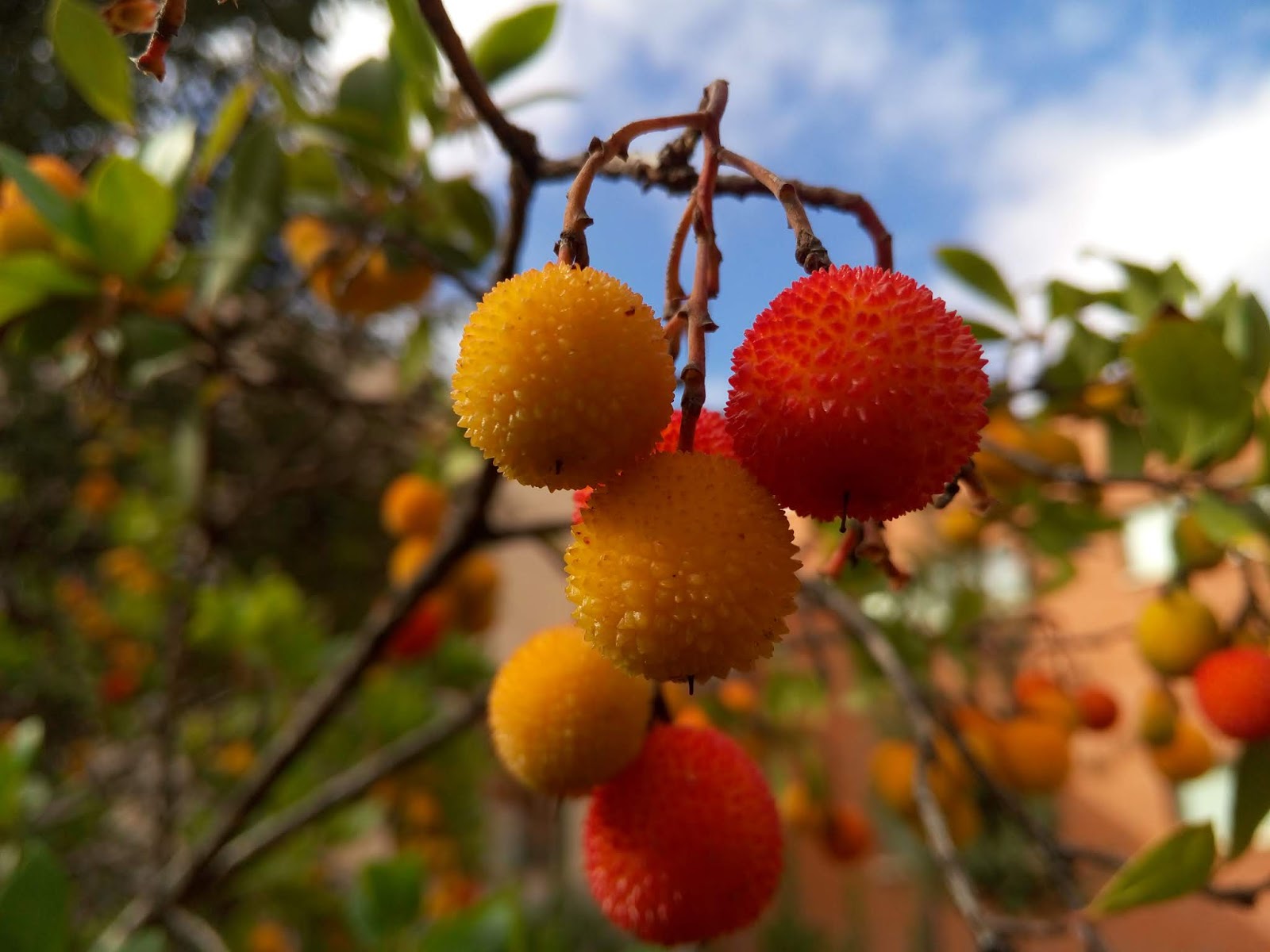 Torrejoncillo del Rey: El fruto del madroño