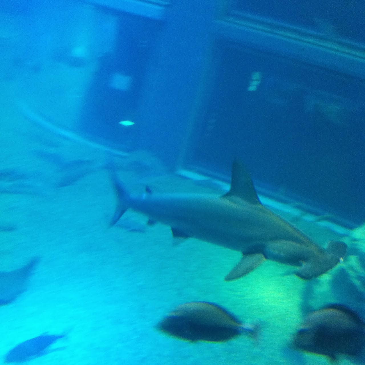 L'aquarium d'Osaka "kayukan" - Toriaezu Japon