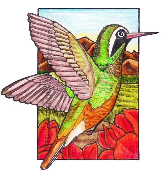 ZooTrophy Animal-a-Day Database: #849: Xantus's Hummingbird