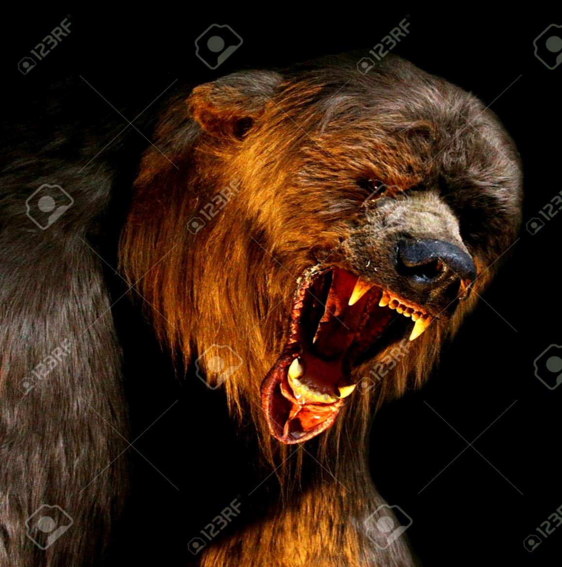 Angry Brown Bear | Wallpapers Gallery