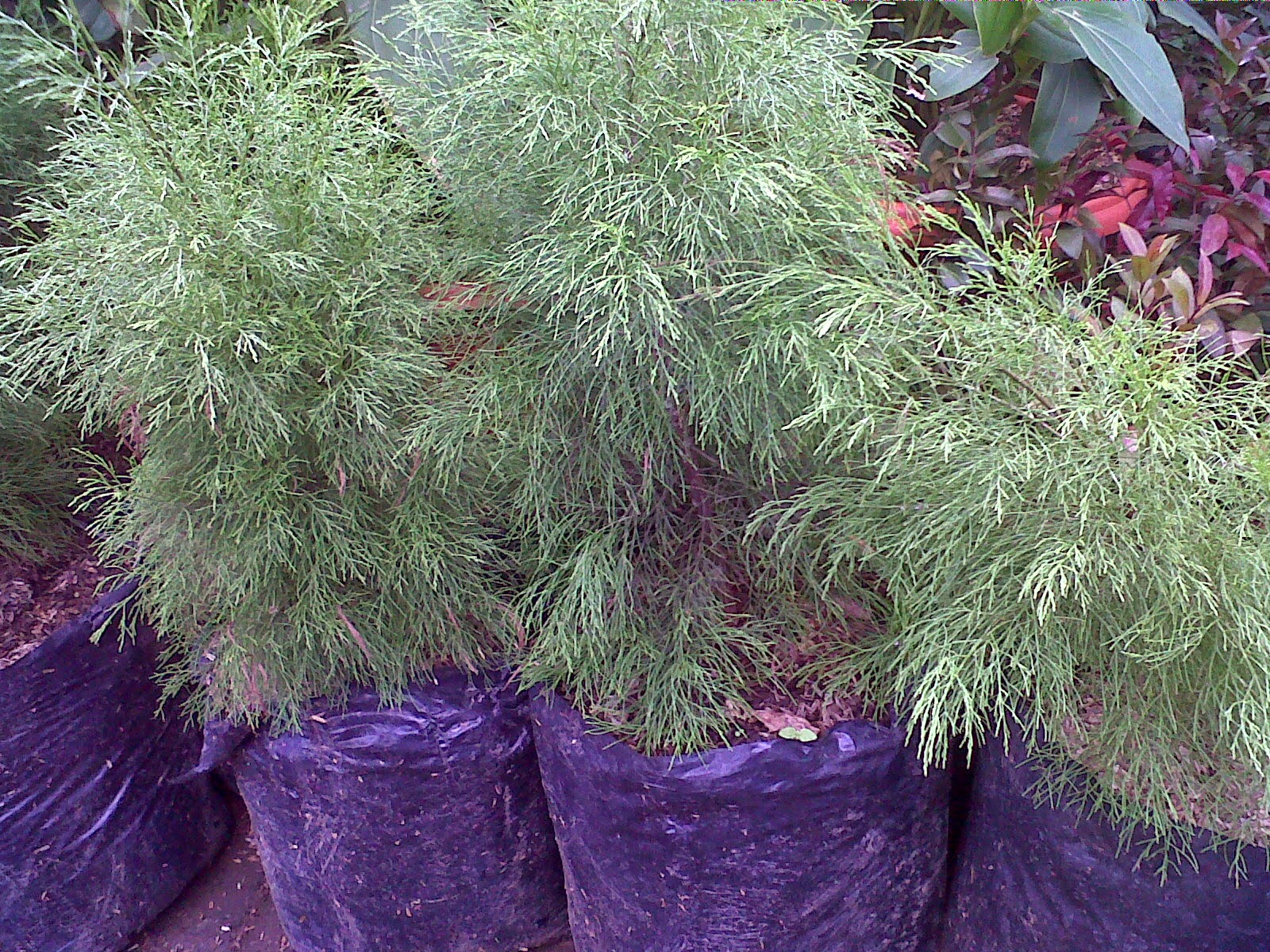 Jual pohon cemara balon | aneka tanaman hias pelindung | supplier ...