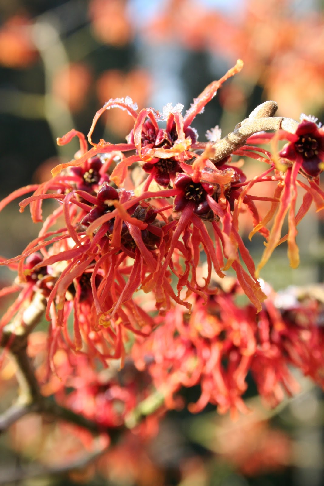 Garden Living: Trollhassel - Hamamelis
