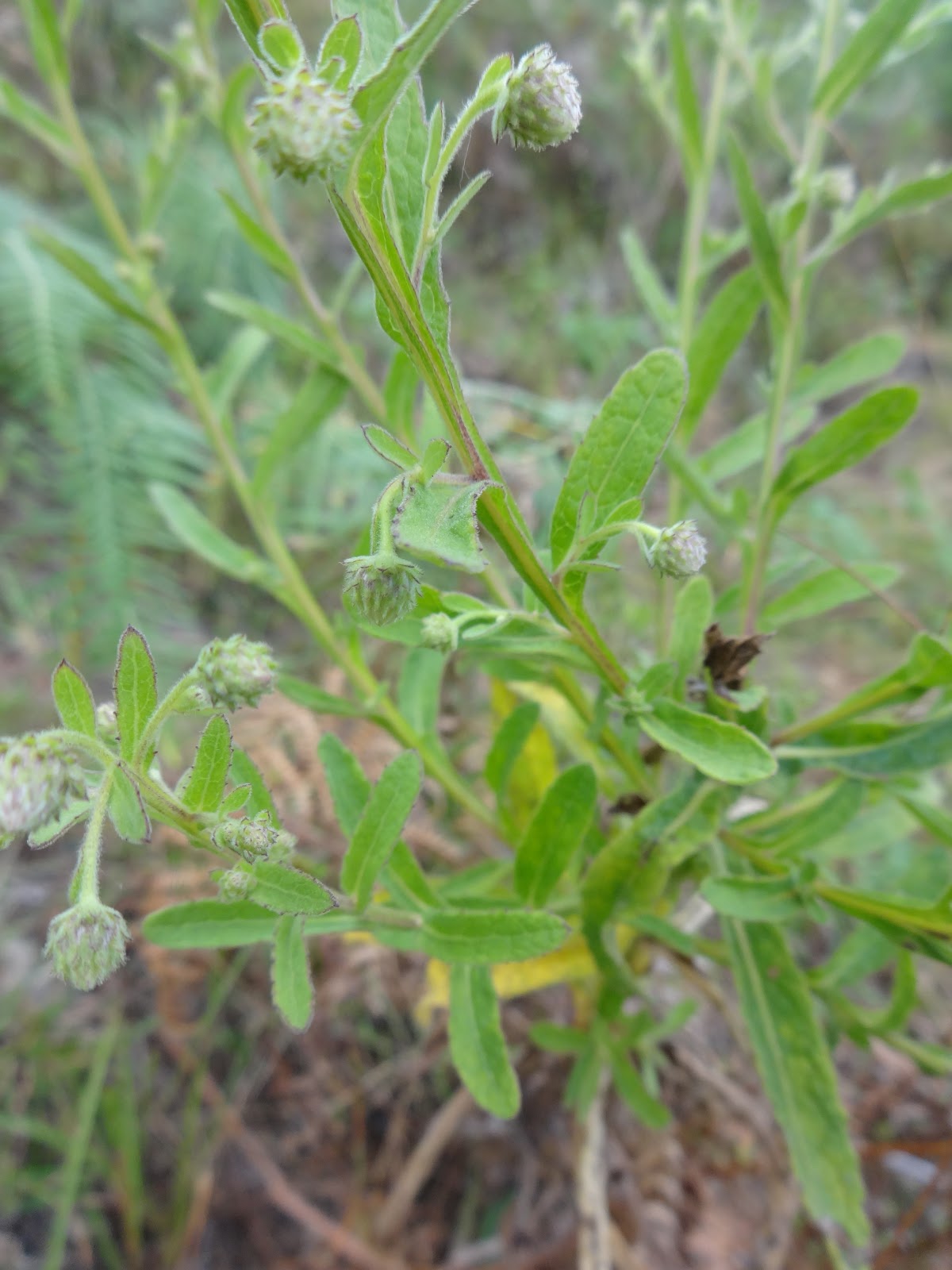 Herbs from Distant Lands: Laggera alata - Winged-Stem Laggera, Liu Leng ...