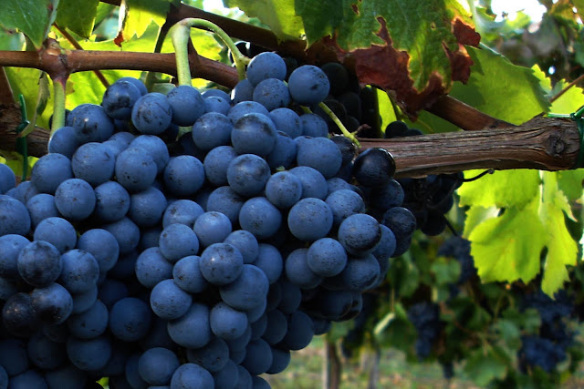 Castas Portuguesas - Espadeiro