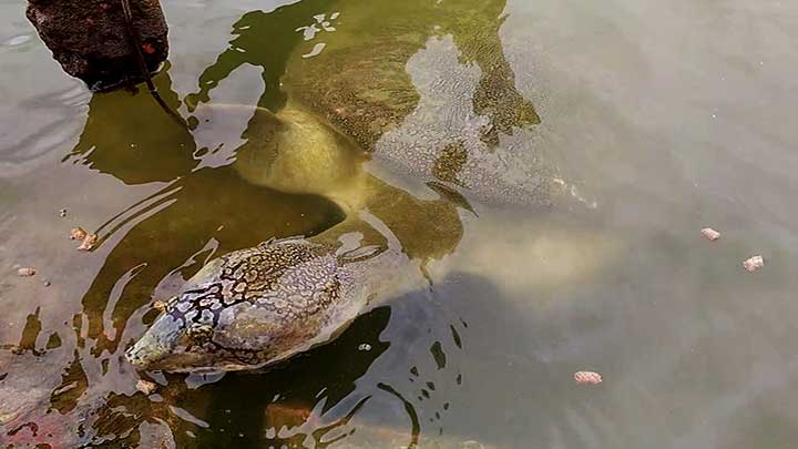 Matabari also known as TheTripura Sundari Temple, Udaipur ~ Tripura