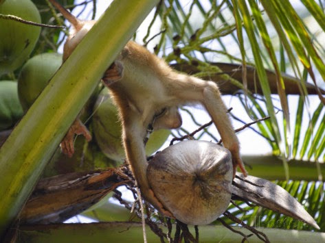 Namuang Jungle Trip Koh Samui Program Mini Adventure Tour