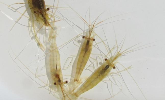 Harbor Watch: File Images: Caprella & Palaemonetes