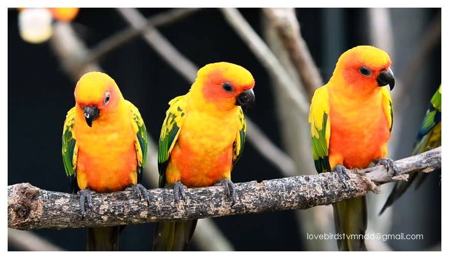 SUN CONURE (Aratinga solstitialis)