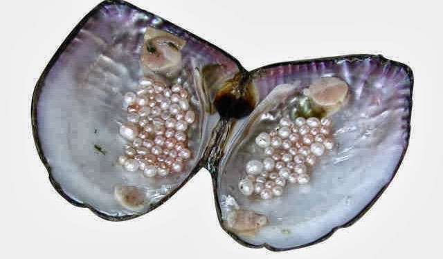 Así se forman las perlas en las ostras…