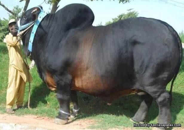 Belgian Blue Spesis Lembu Paling Berat Di Dunia - MYBKTV