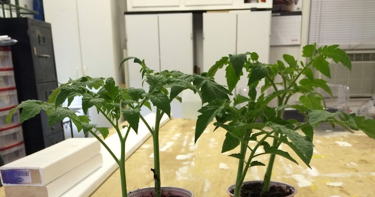 Hydroponic Pioneer: Cloning Tomatoes