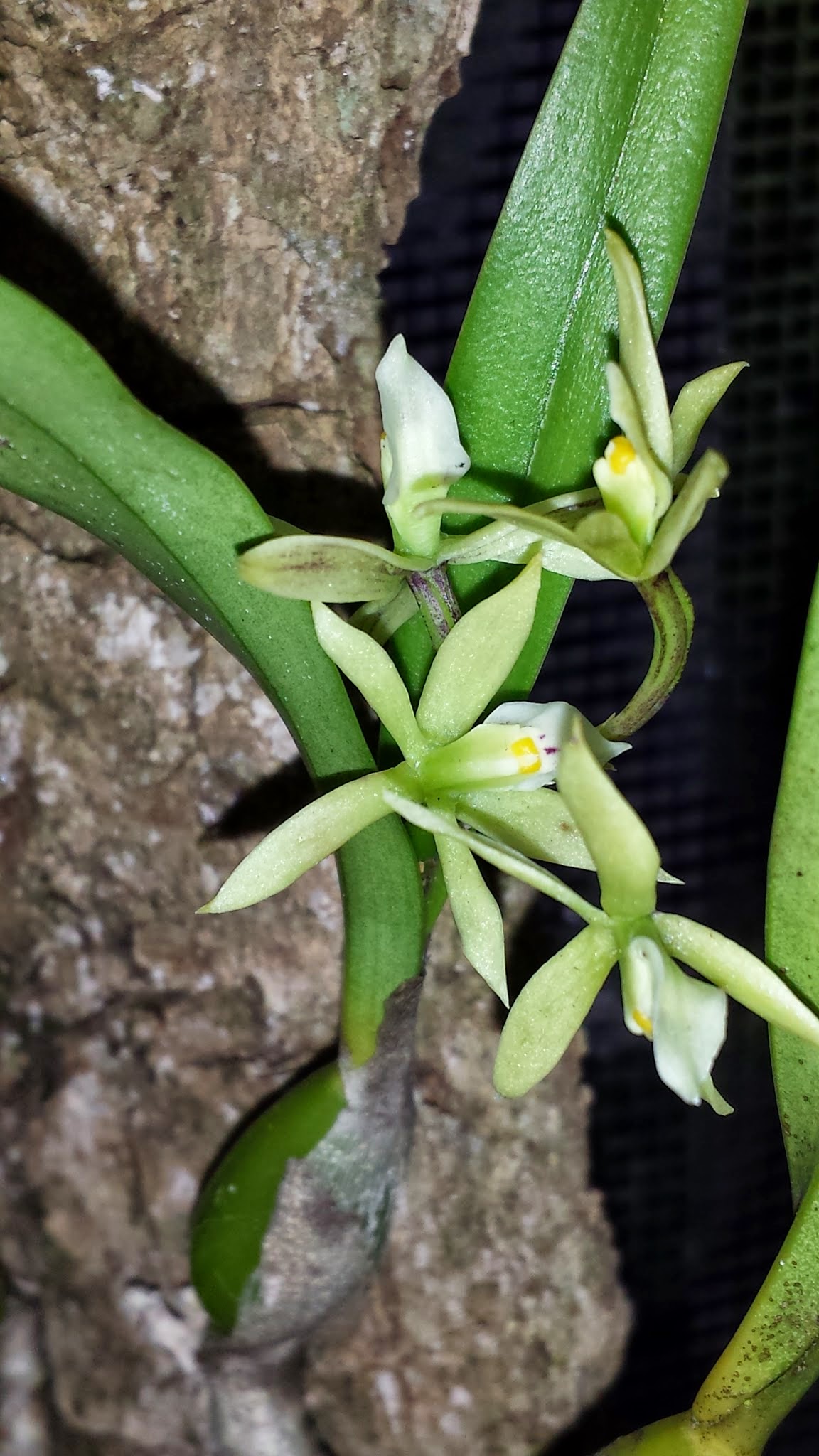 ORQUIDARIO RECREIO : Prosthechea