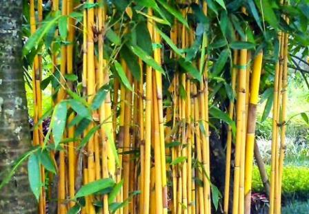 6 Khasiat Akar Bambu Kuning Untuk Kesehatan | Khasiat