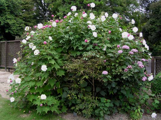 Rosa Louca Paulista / Hibiscus Mutabilis / Hibisco