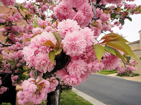 Left Field Wander: Kwanzan Cherry Blossoms